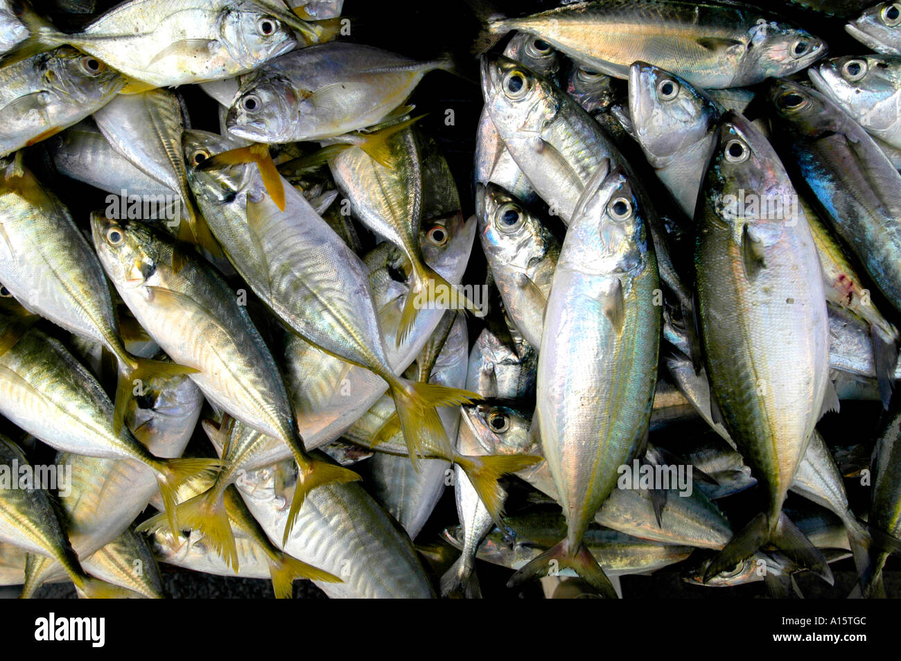 Fishmonger galle hi-res stock photography and images - Alamy