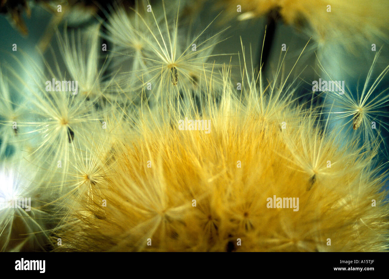 Cardoon flower heads hi-res stock photography and images - Alamy