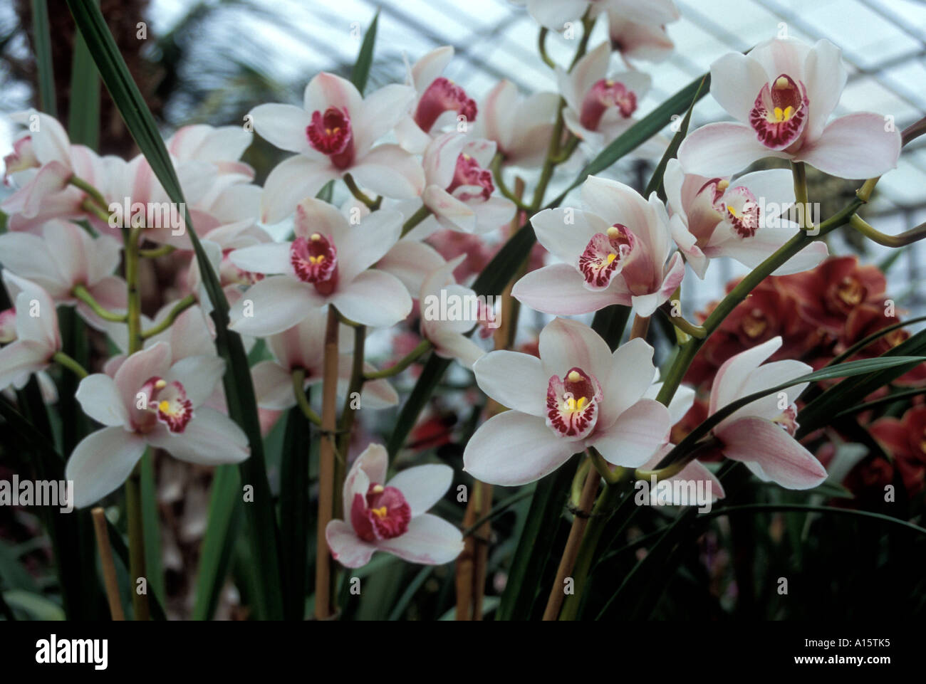 Cymbidium WESTERN ROSE SPRING BRIDE Stock Photo - Alamy