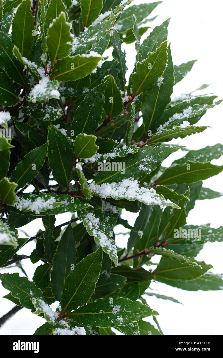 Bay leaves frost hi-res stock photography and images - Alamy