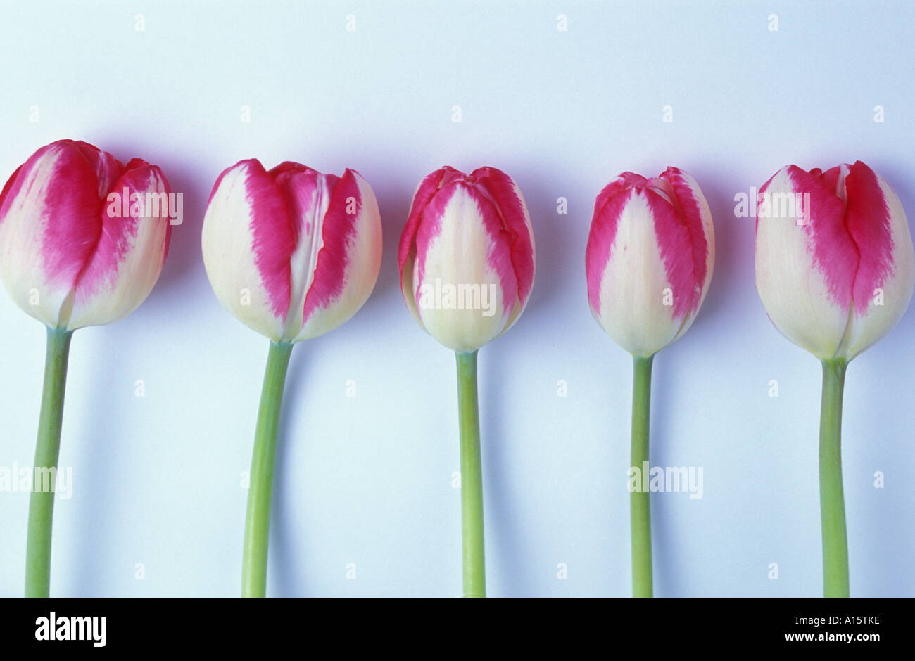 5 tulip flowers hi-res stock photography and images - Alamy