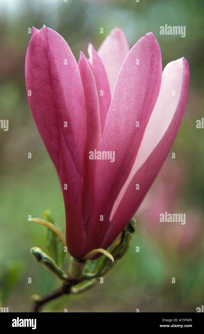 Magnolia judy hi-res stock photography and images - Alamy