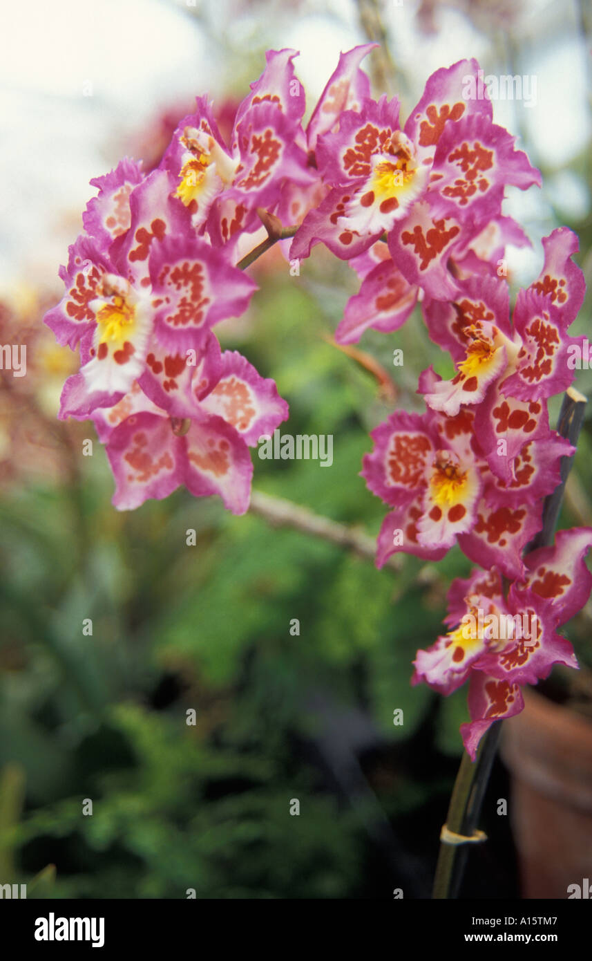 Odontioda hi-res stock photography and images - Alamy