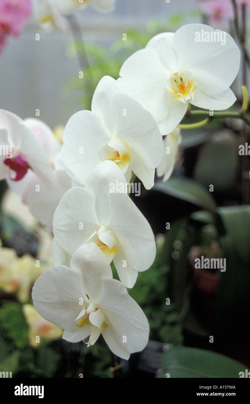 Castalia hi-res stock photography and images - Alamy