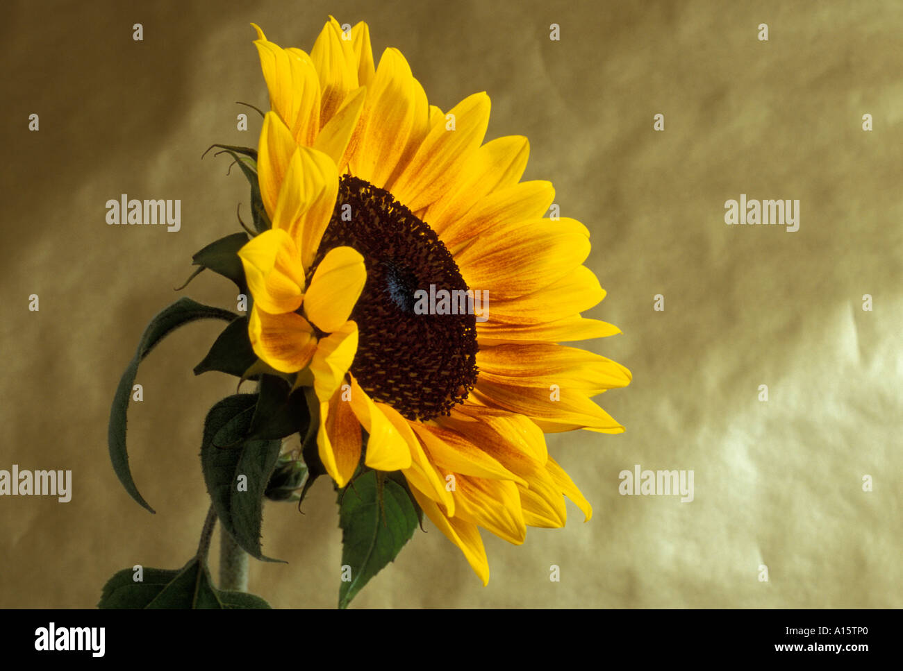 Bold flower hi-res stock photography and images - Alamy