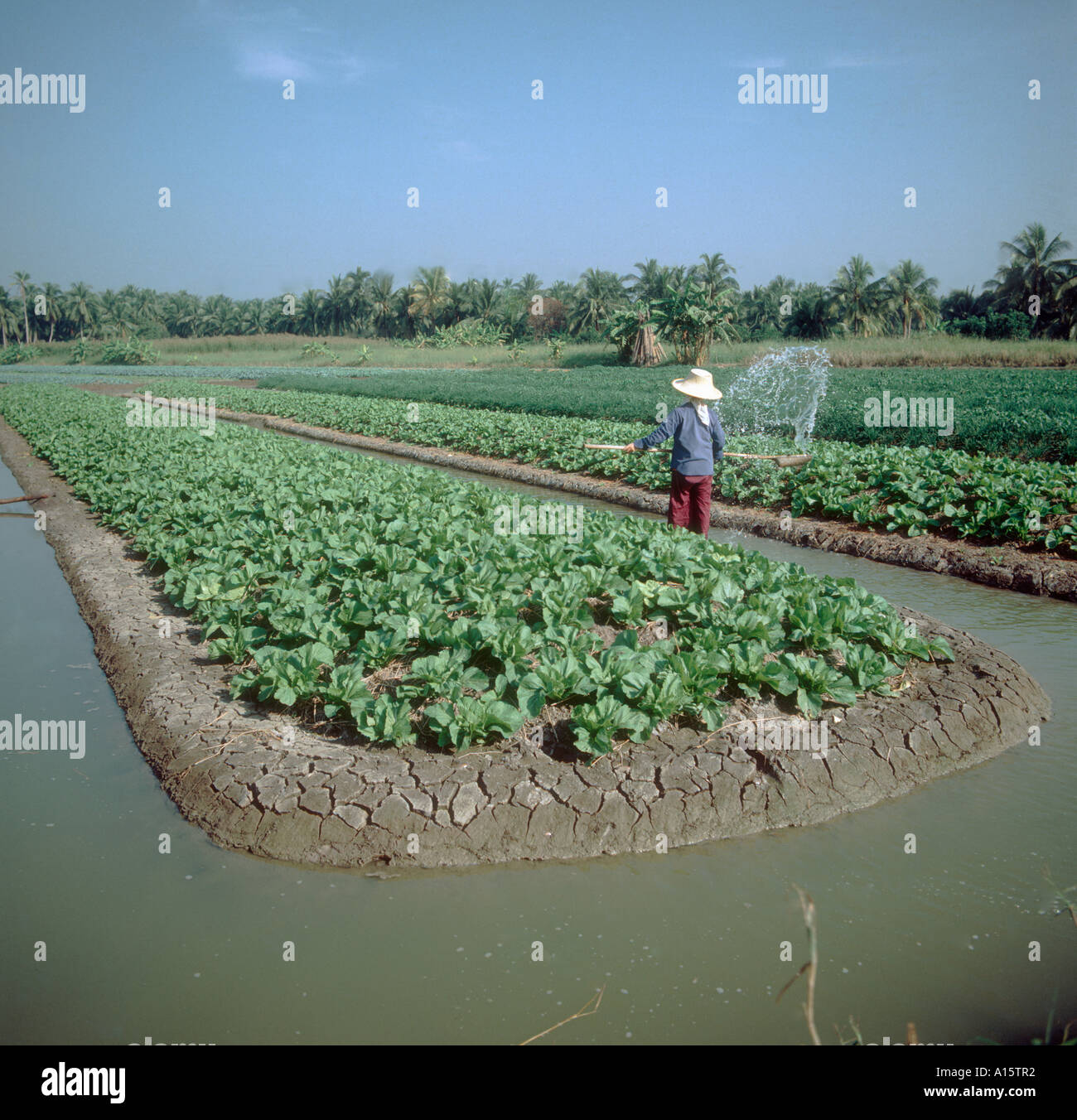 Girl watering Chinese cabbage crop in island vegetable bed in the ...