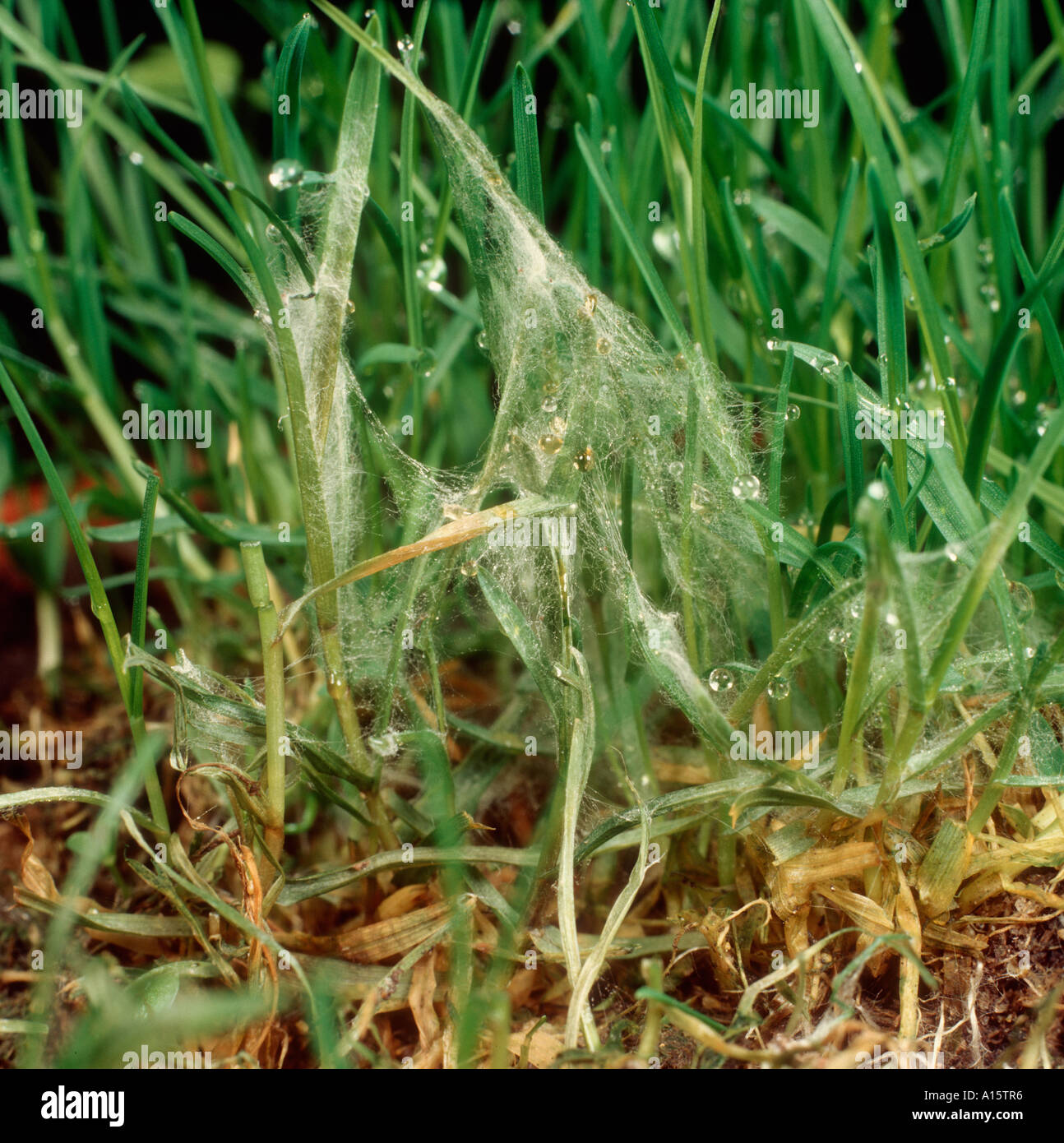 Red thread lawn disease hi-res stock photography and images - Alamy