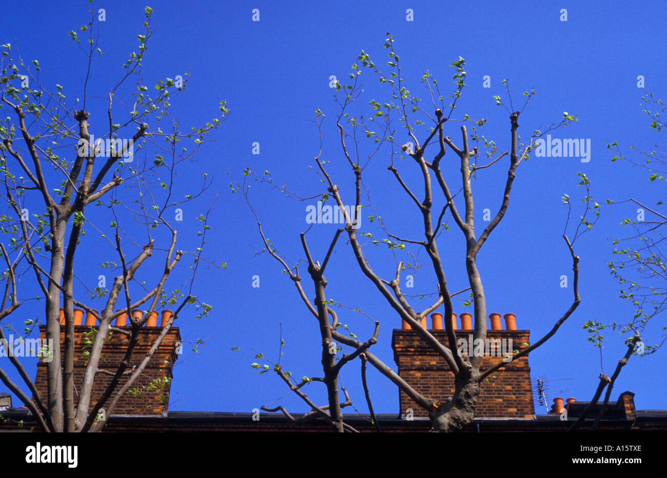 Chimneys and branches and a blue sky Stock Photo - Alamy