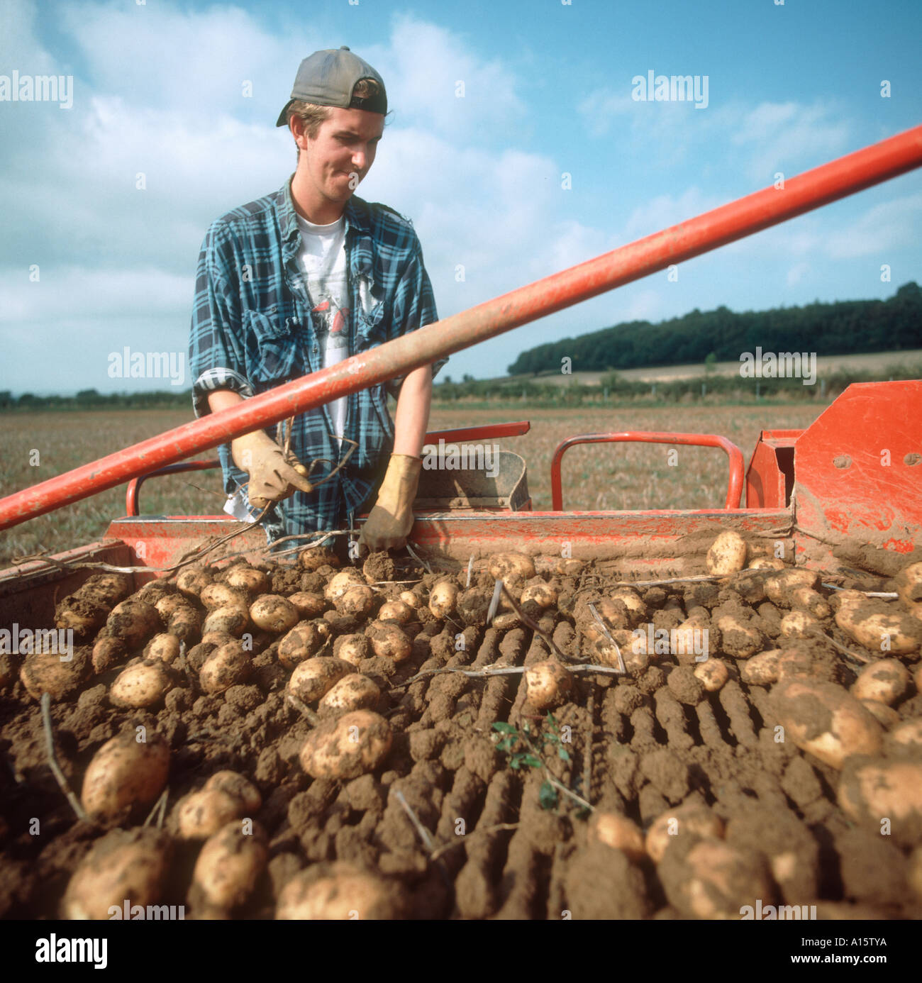 Harvesting potatoes checking hi-res stock photography and images - Alamy