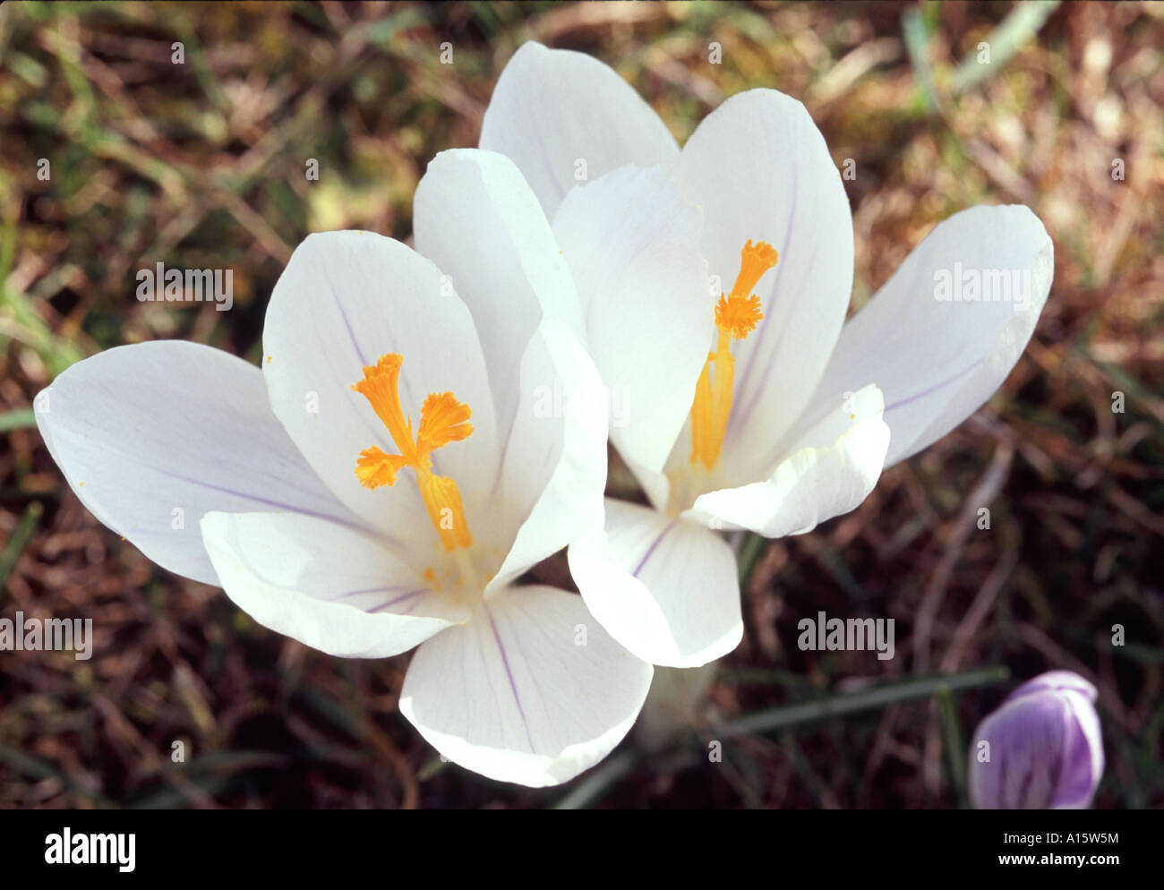 White crocuses hi-res stock photography and images - Alamy
