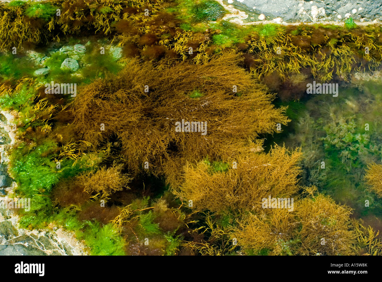 With brown algae hi-res stock photography and images - Alamy