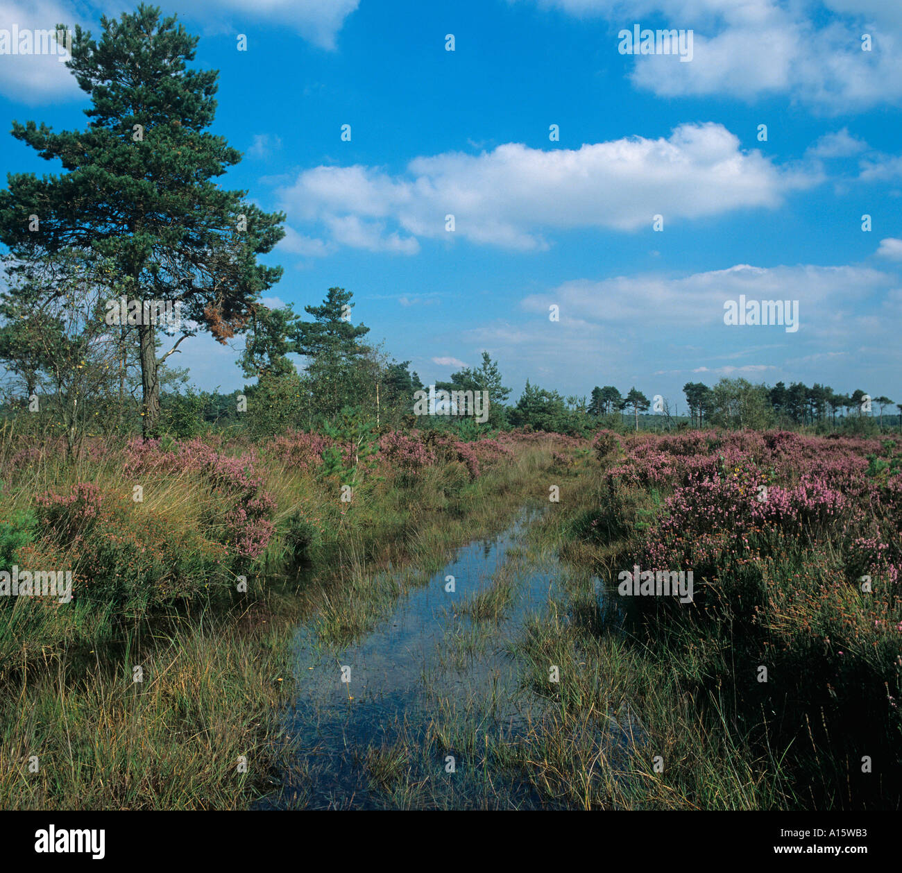 Thursley national nature reserve heath hi-res stock photography and ...