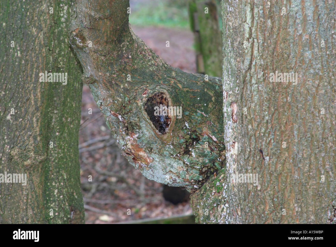 Facial pareidolia hi-res stock photography and images - Alamy