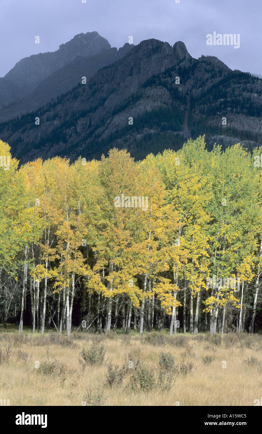 Aspen at Hillsdale meadows Banff Nationalpark Alberta Canada Stock ...