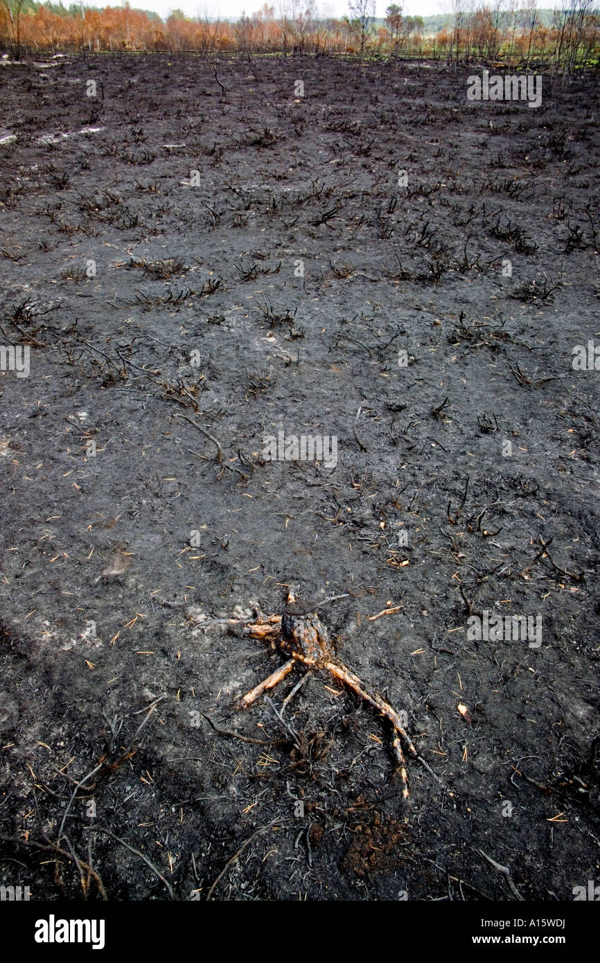 Heathland Fire 2006 Thursley Common National Nature Reserve Surrey ...