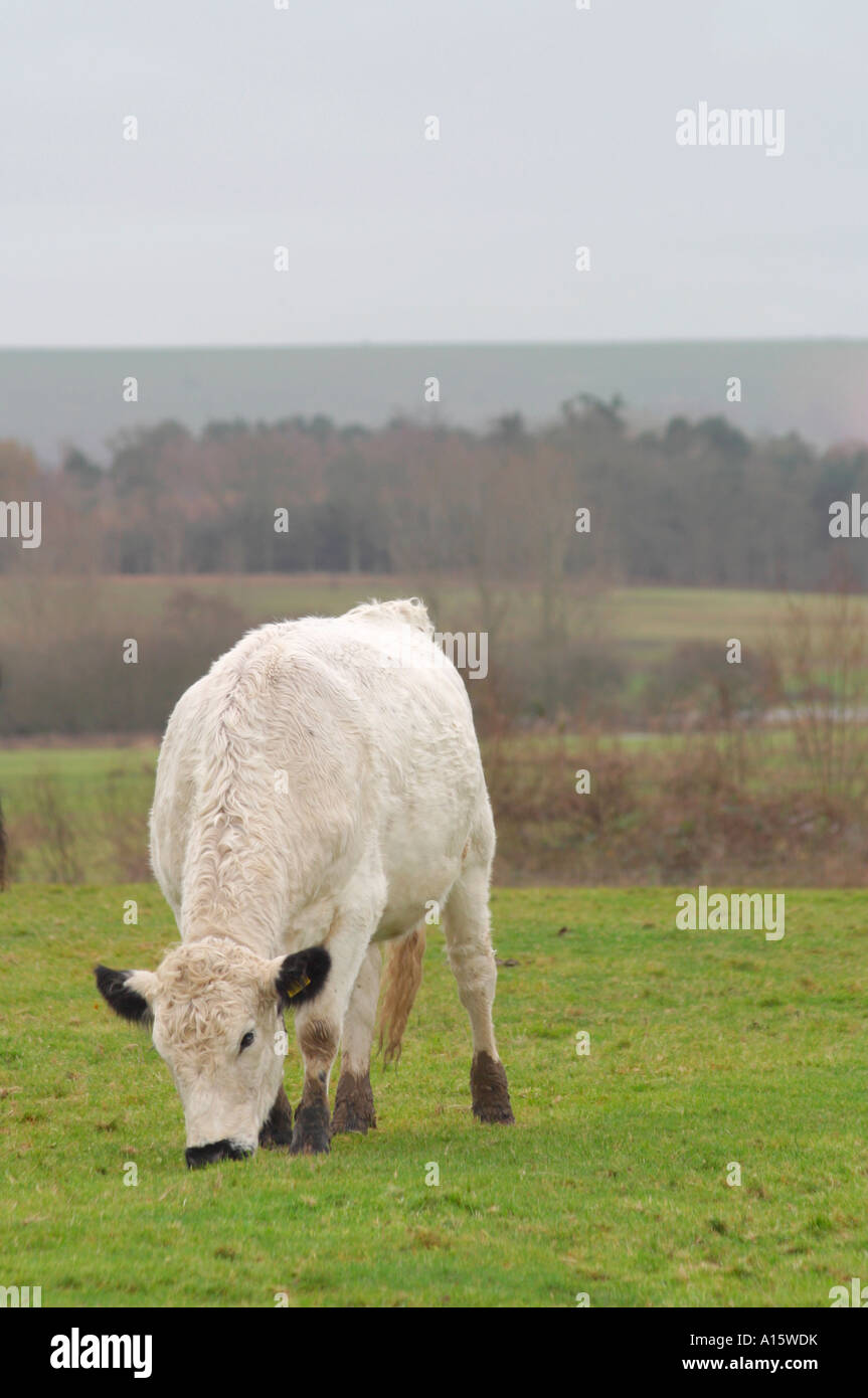 British white cow hi-res stock photography and images - Alamy