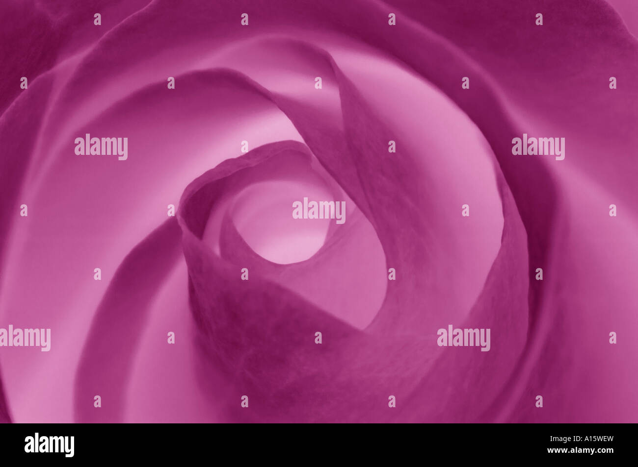 Pink rose with backlighting Stock Photo - Alamy