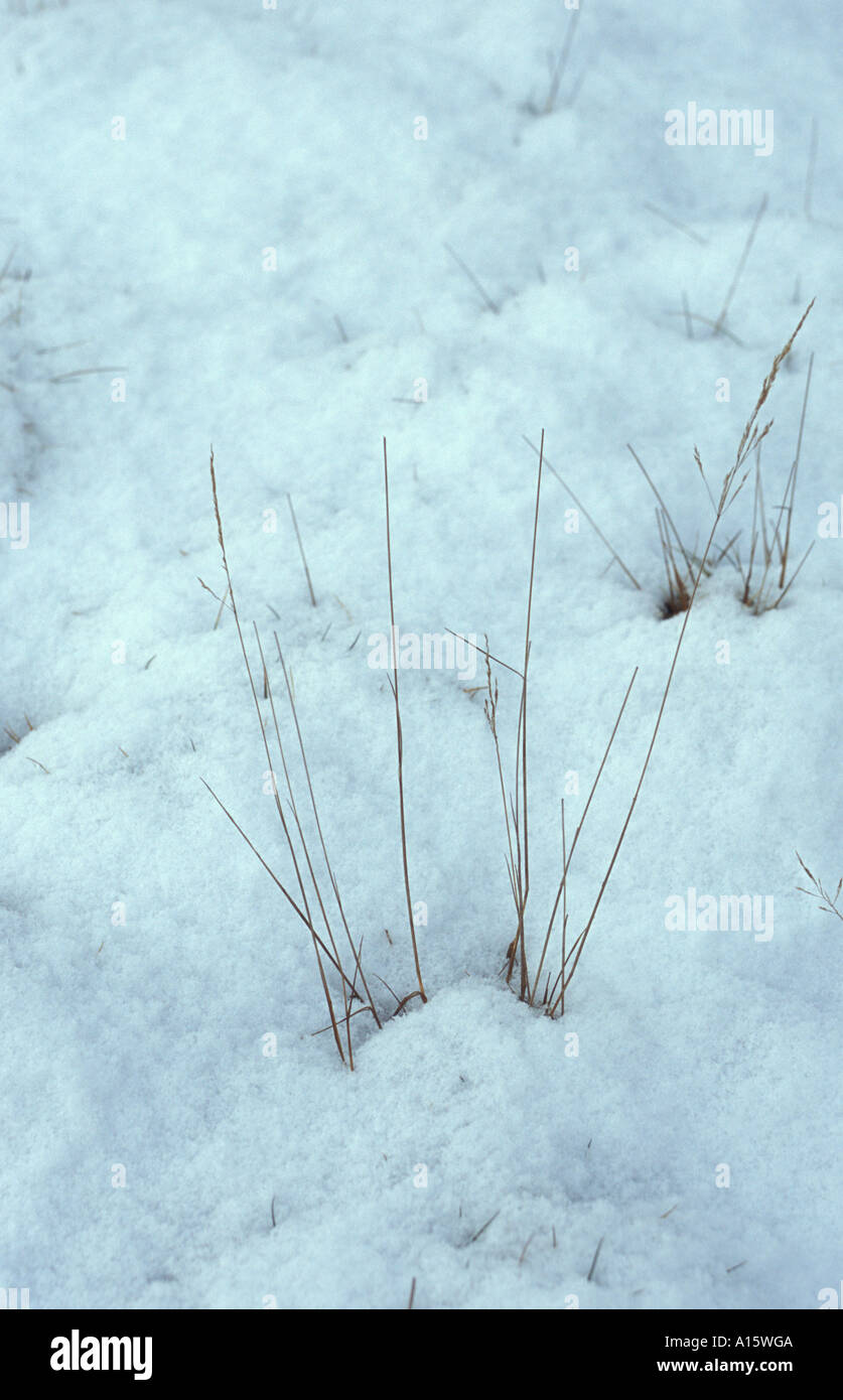 Grass in snow Stock Photo - Alamy
