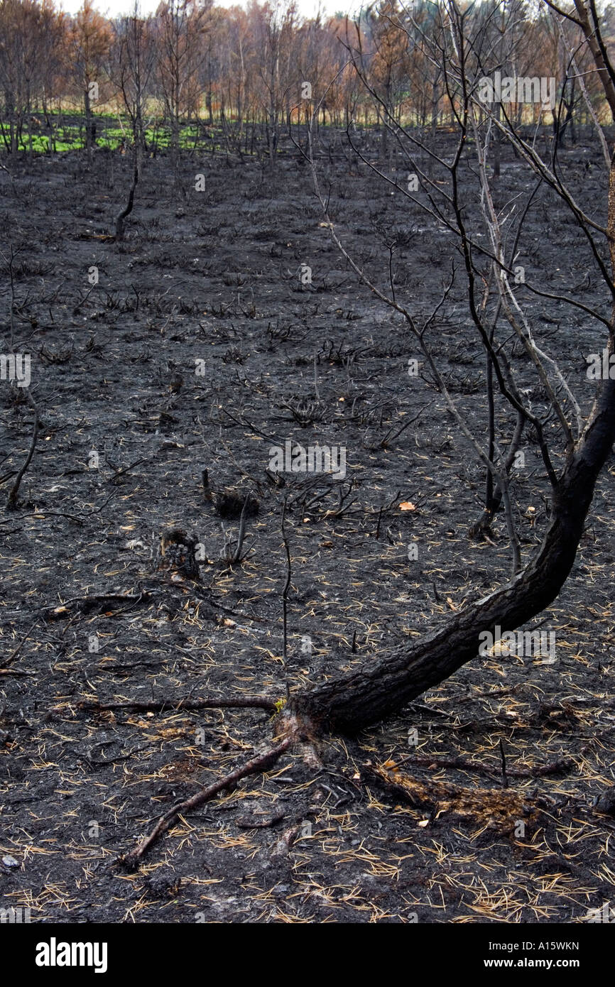 Heathland fire 2006 thursley common hi-res stock photography and images ...
