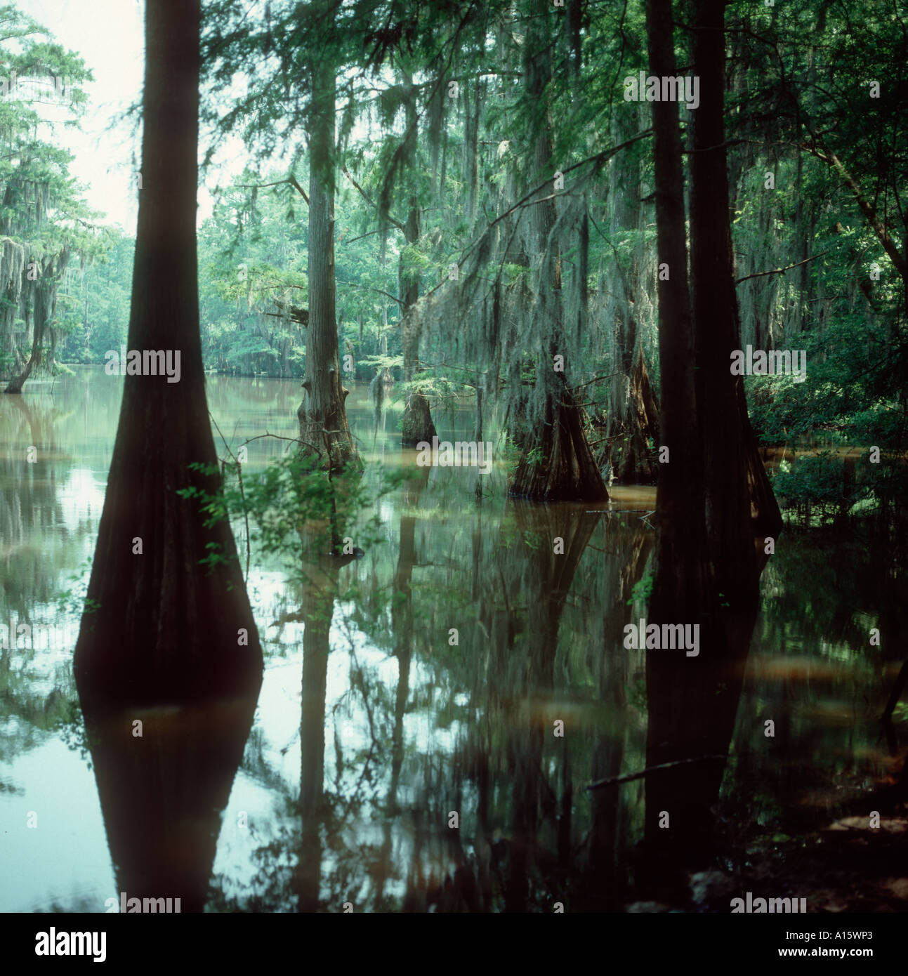 Mississippi bayou hi-res stock photography and images - Alamy