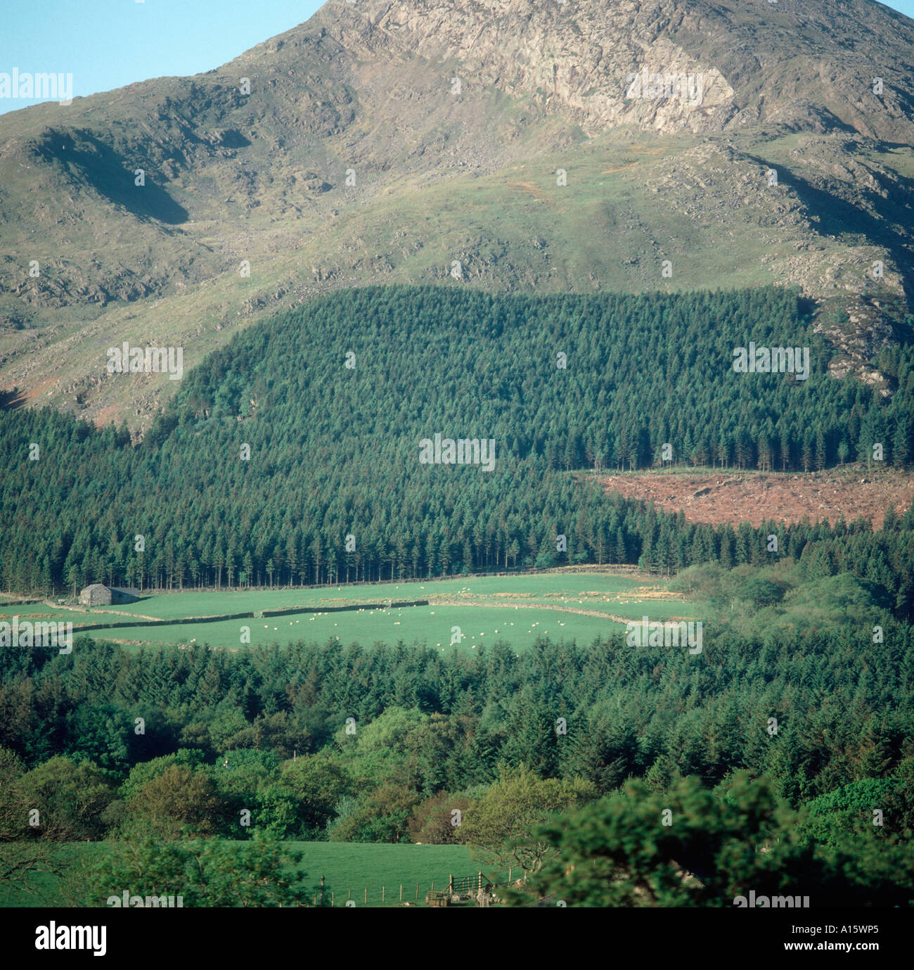 Snowdonia landscape trees hills and pine plantation Wales Stock Photo ...