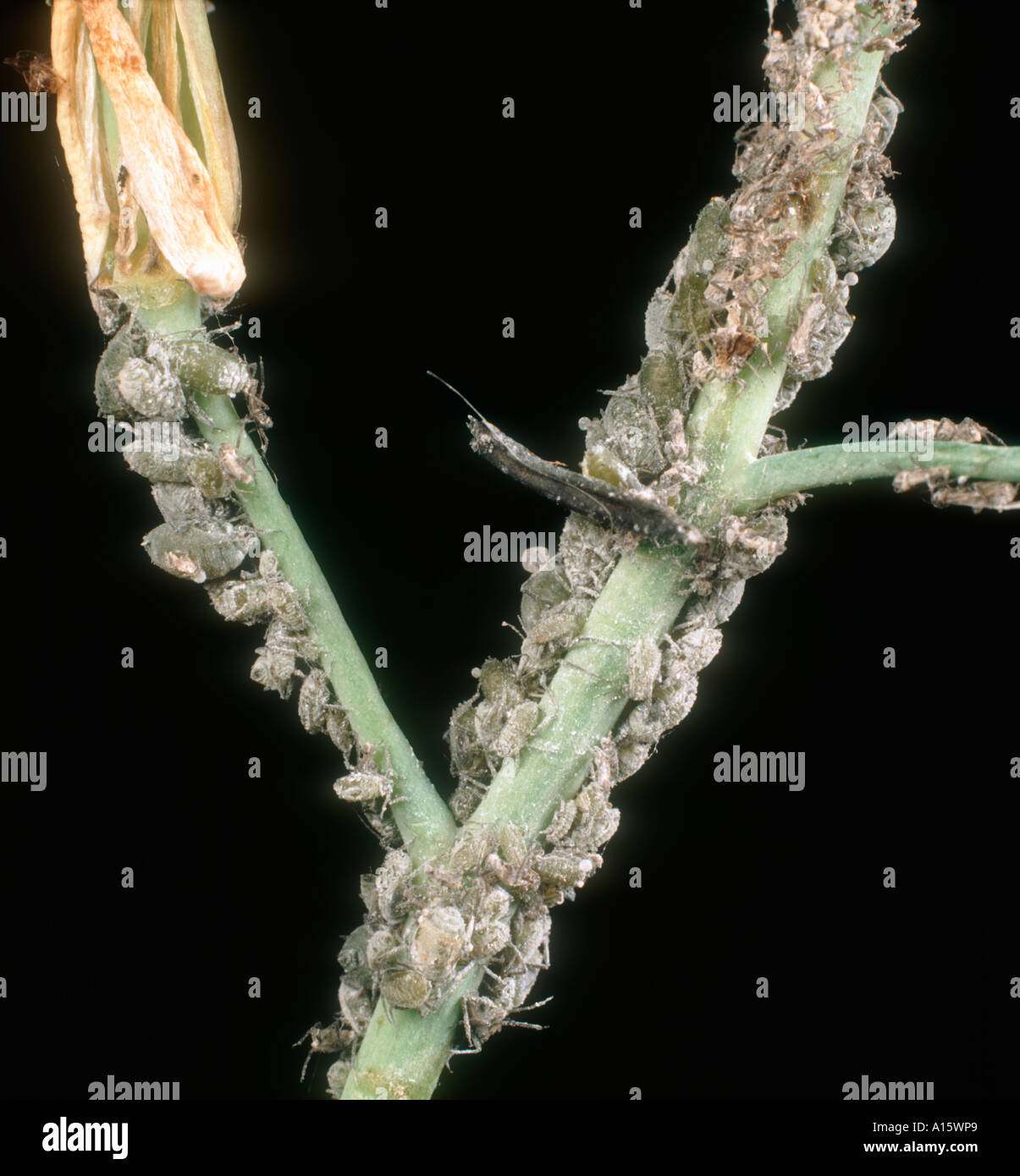 Mealy cabbage aphid Brevicoryne brassicae on brassica peduncle Stock ...