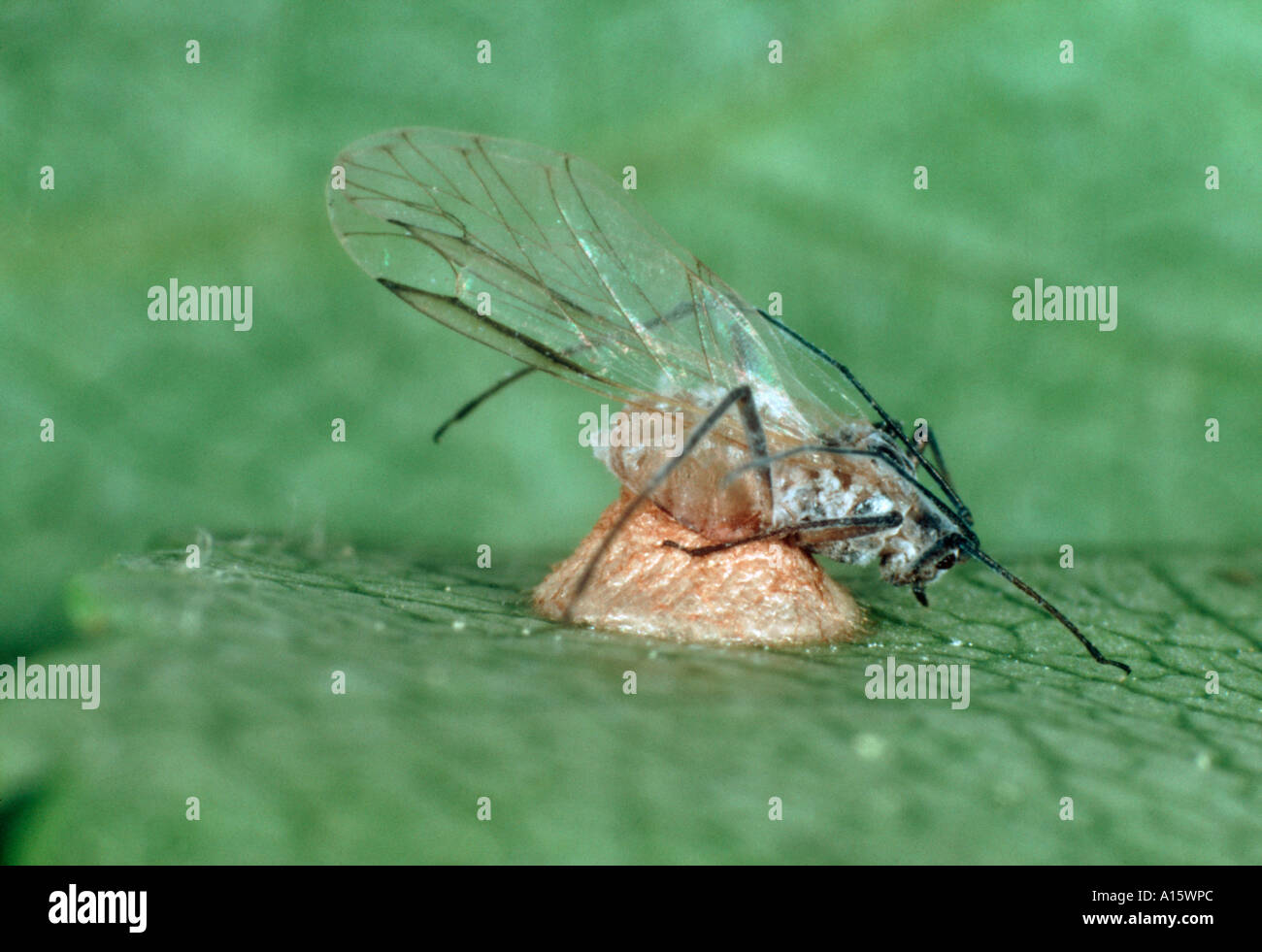 Mummified alate aphid above the cocoon of parasitoid wasp Praon sp ...