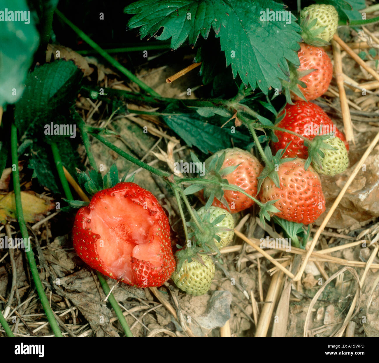Bird damage to ripe strawberry fruit before picking Stock Photo - Alamy