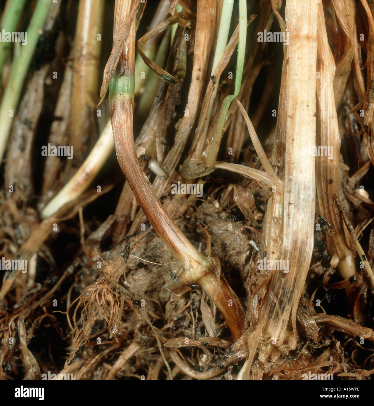 Footrot or dryland footrot Fusarium sp infected wheat stem bases Stock ...