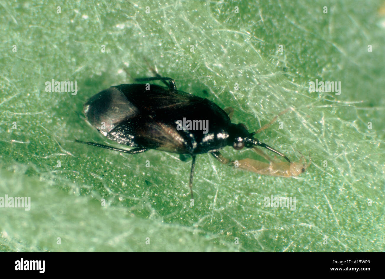 A flower bug Orius laevigatus feeding on a western flower thrip Stock ...