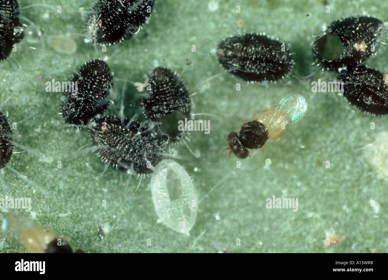 A parasitoid wasp Encarsia formosa among parasitised glasshouse ...