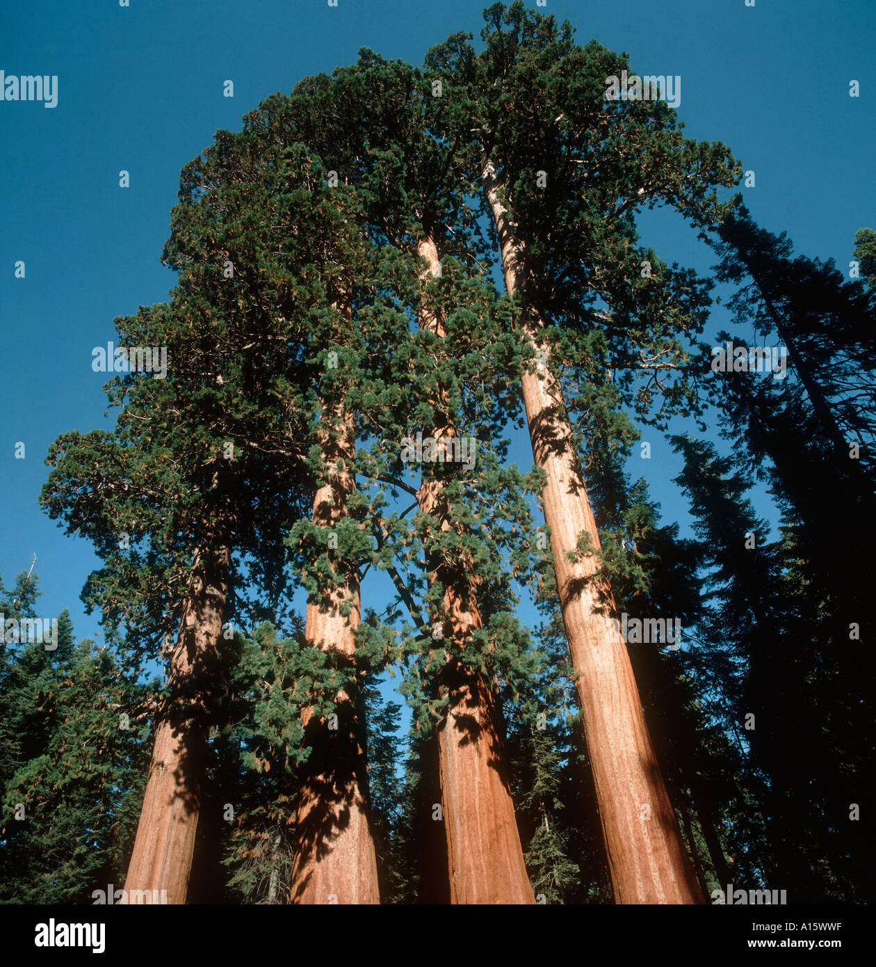 California giant redwoods Sequoiadendron giganteum Sequioa National ...