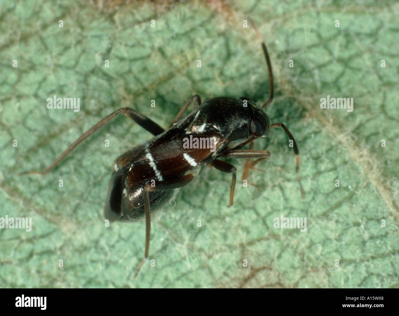 Capsid Pilophorus perplexus adult predator and ant mimic Stock Photo ...