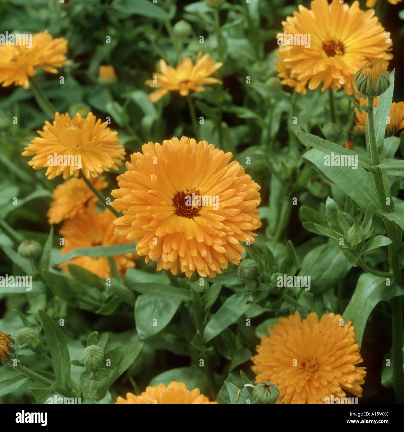 Marigold Calendula officinalis in flower Stock Photo - Alamy