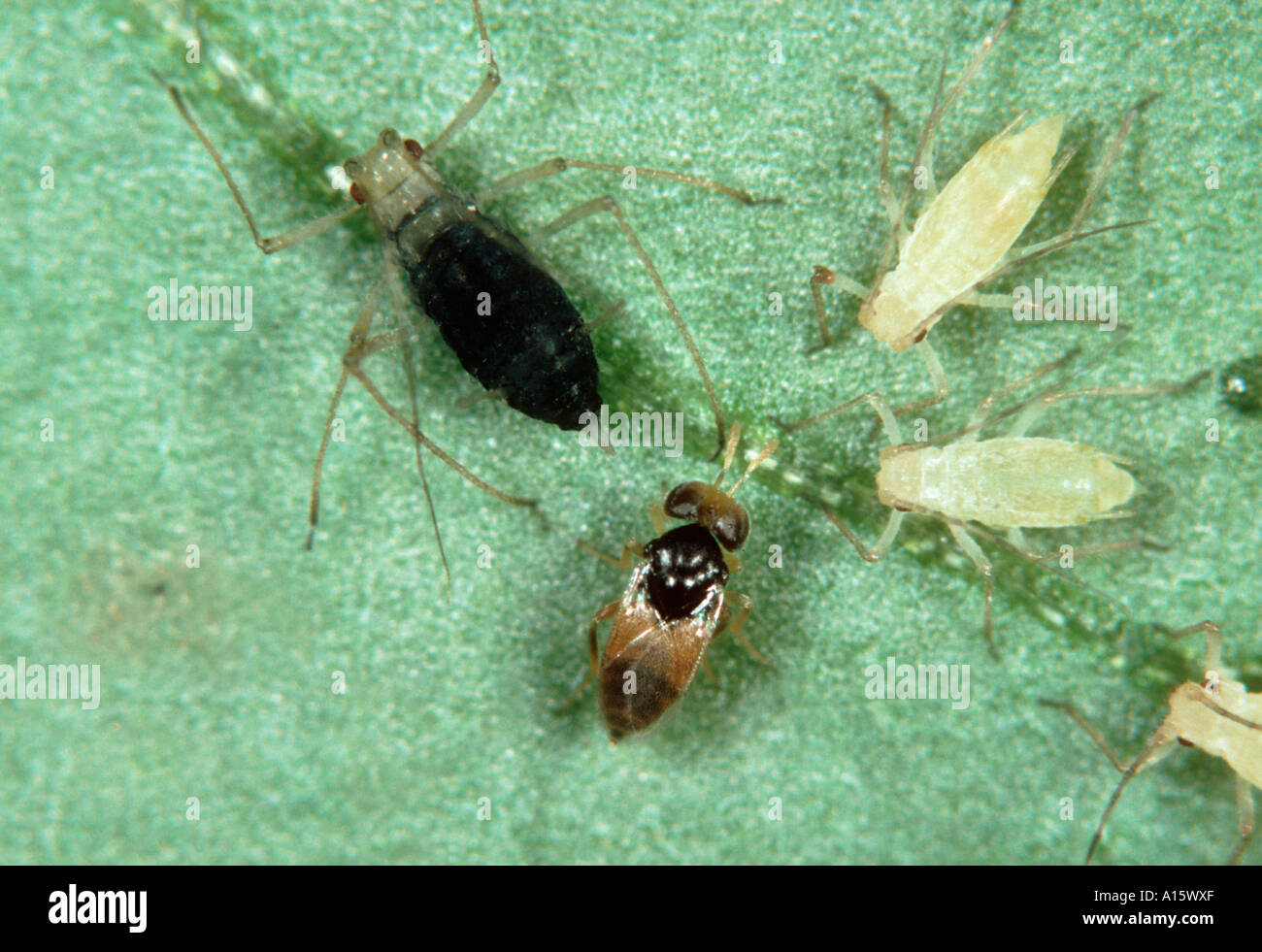 A parasitoid wasp Aphelinus abdominalis with parasitised potato aphid ...