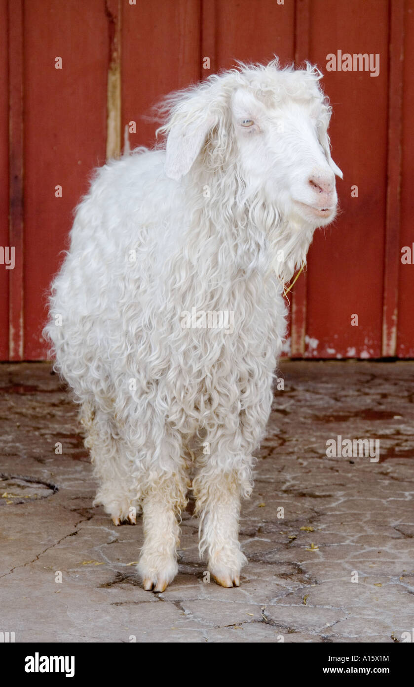 Goat humour hi-res stock photography and images - Alamy