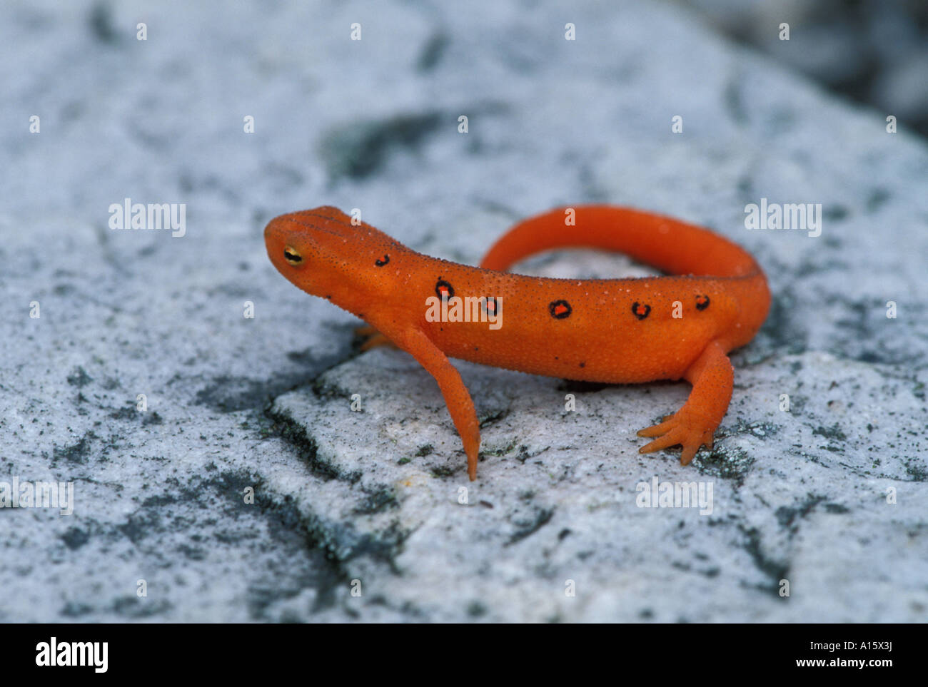 Eft, young of the eastern spotted salamander Stock Photo - Alamy