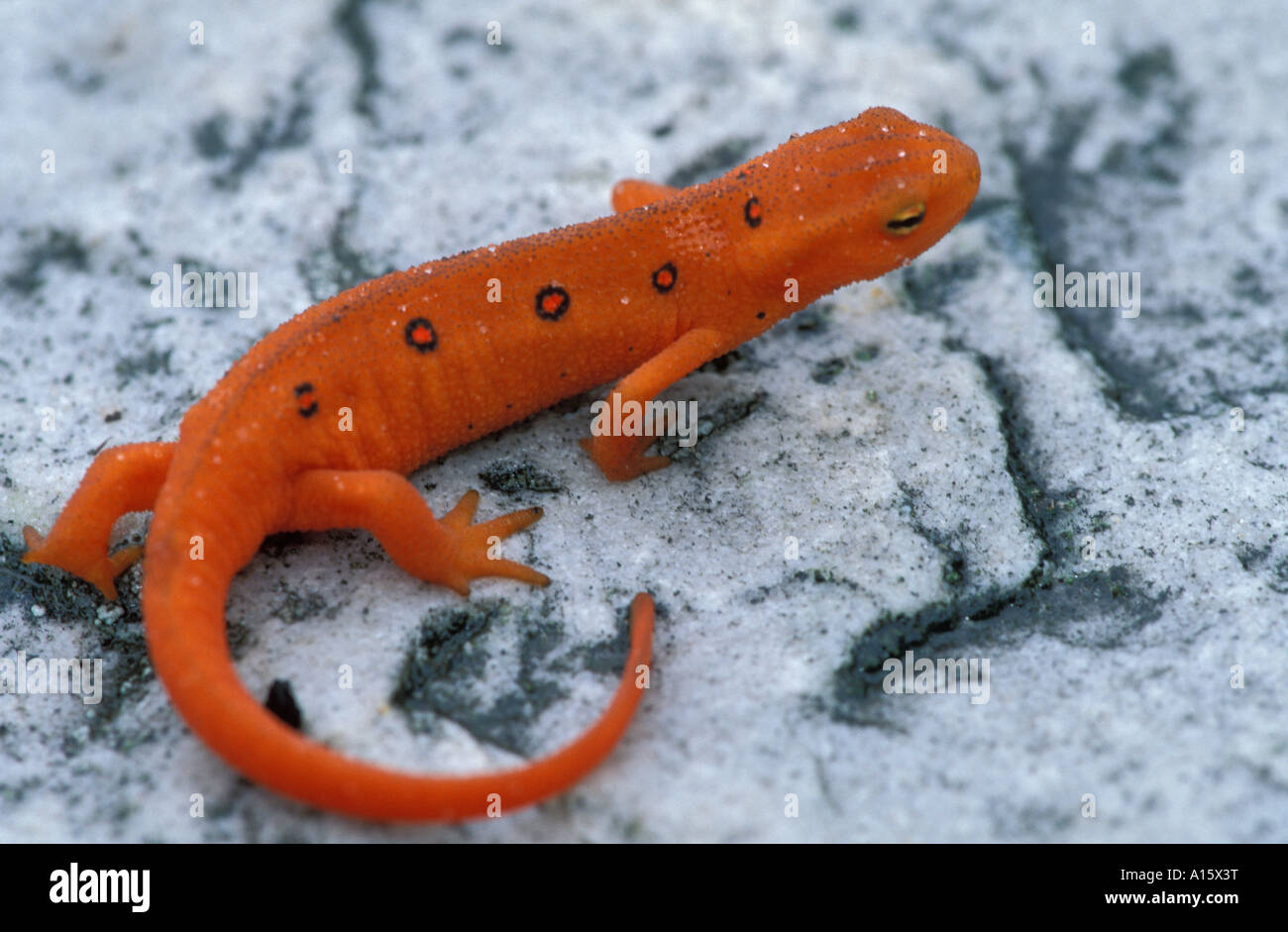 Eft, young of the eastern spotted salamander Stock Photo - Alamy