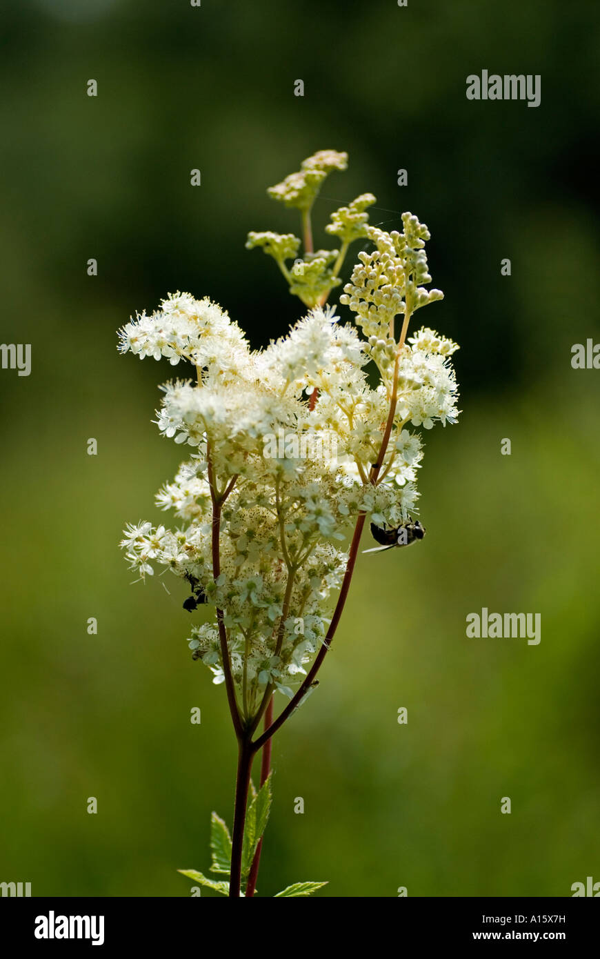 Meadowsweet (Filipendula ulmaria Stock Photo - Alamy