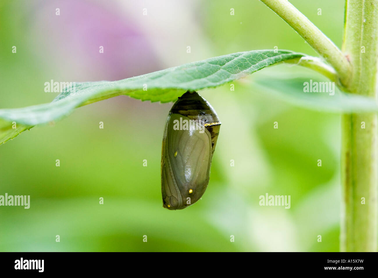 Chrysalis of the monarch butterfly Stock Photo - Alamy