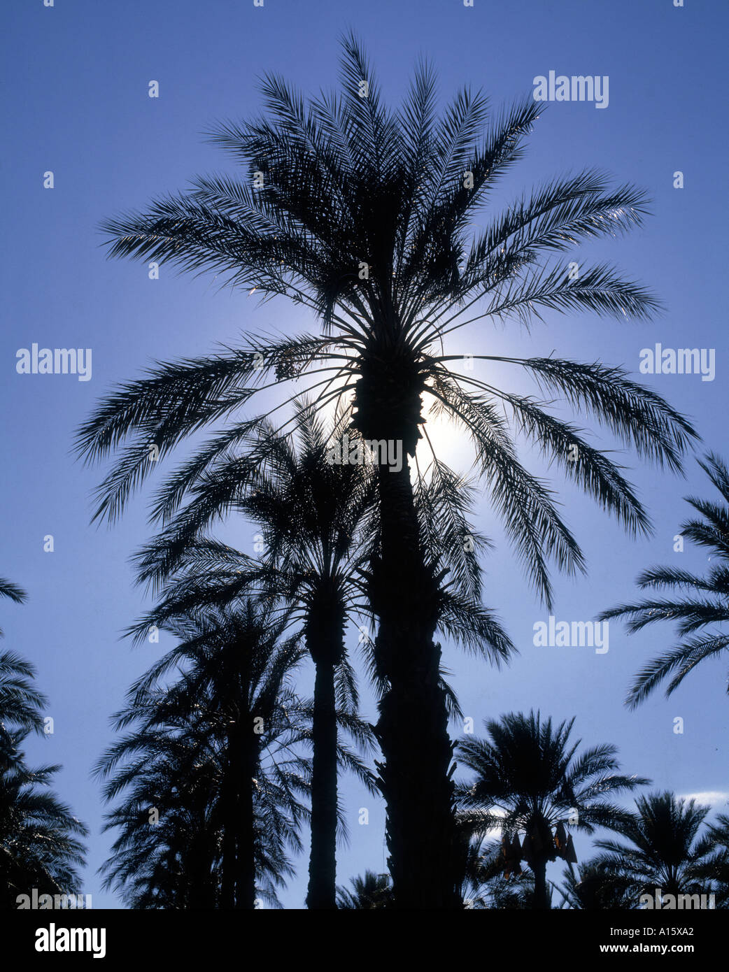 Palm fruit palm springs hi-res stock photography and images - Alamy