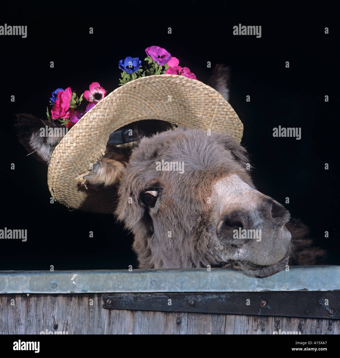 Donkey wearing a strawhat In Stable Stock Photo - Alamy