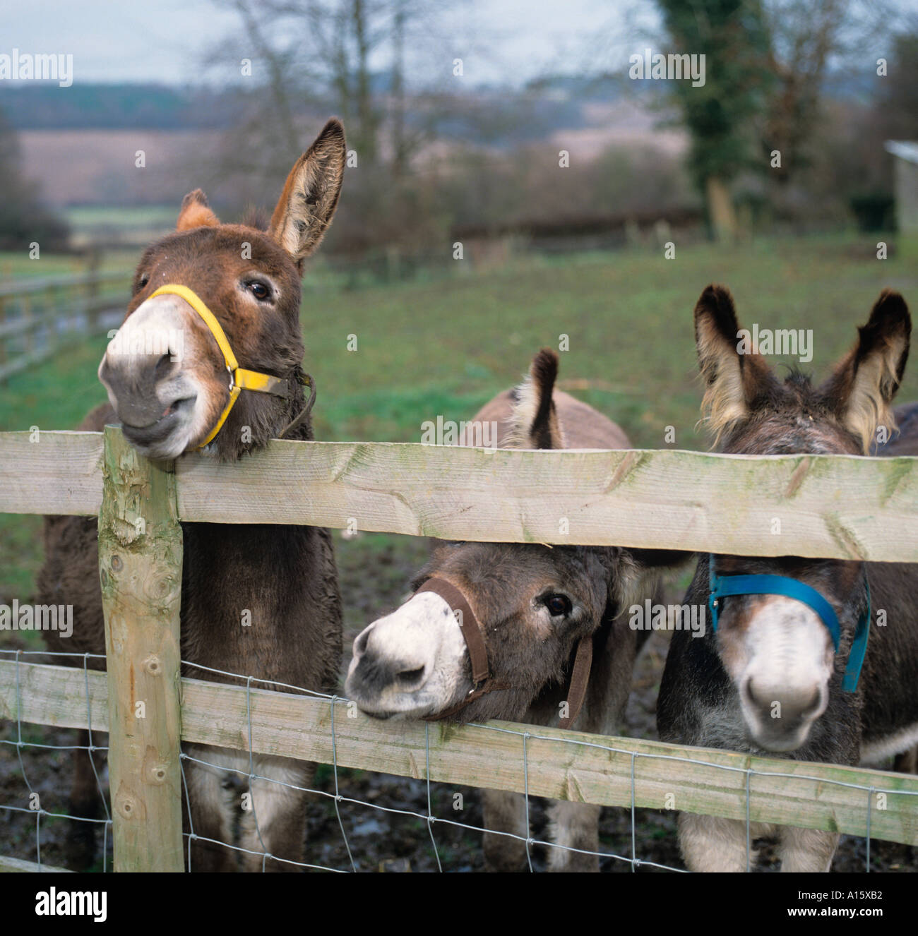 Equine trio hi-res stock photography and images - Alamy