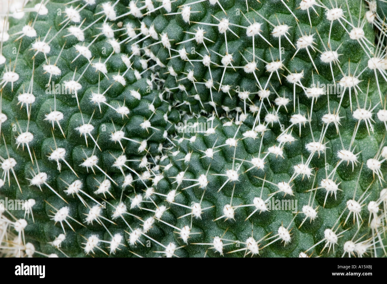 Triangle cactus hi-res stock photography and images - Alamy