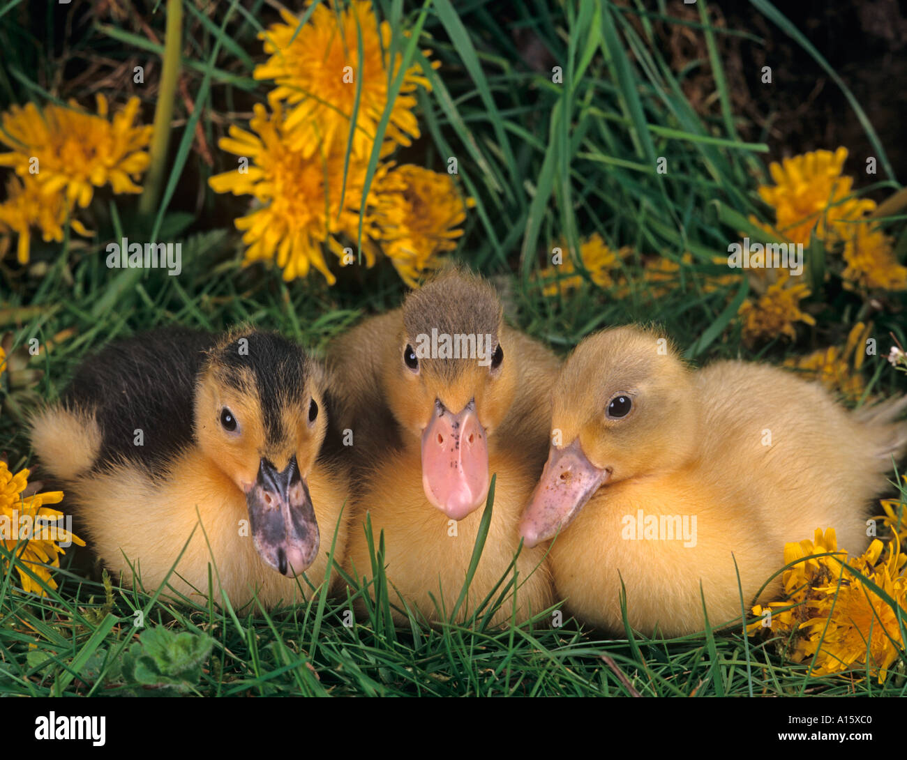 Ducklings and yellow flowers hi-res stock photography and images - Alamy