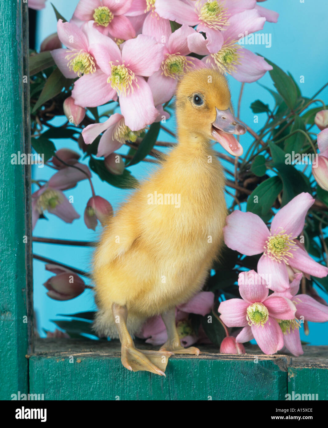 Day old ducklings hi-res stock photography and images - Alamy