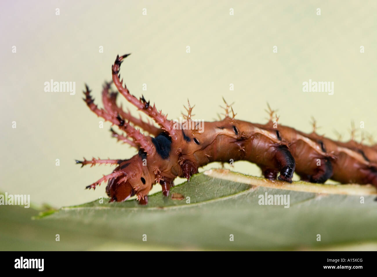 Hickory horned devil, caterpillar of the Regal moth (royal walnut moth ...