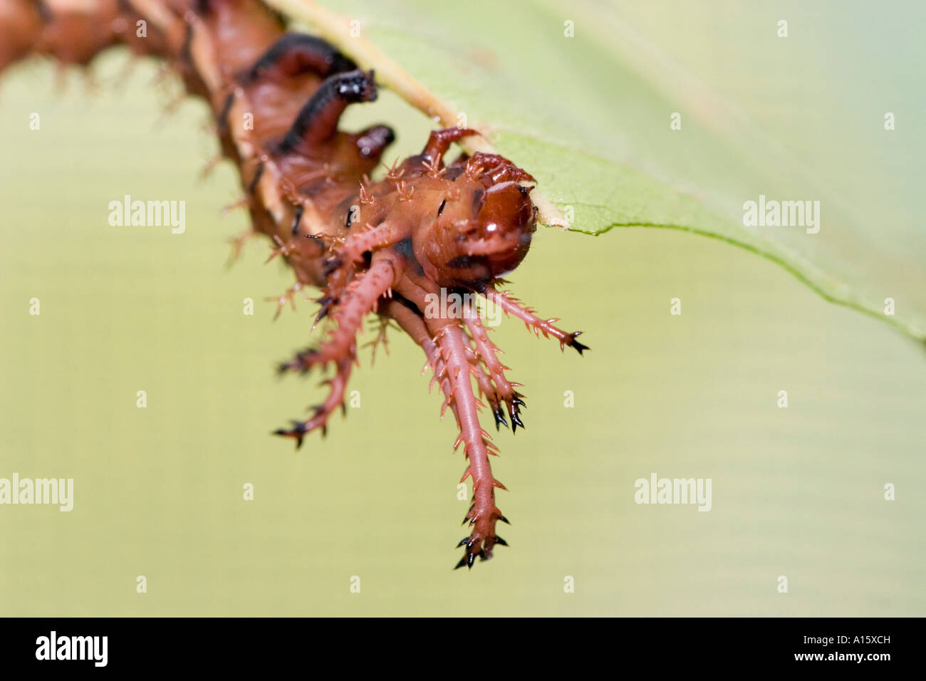 Hickory horned devil, caterpillar of the Regal moth (royal walnut moth ...