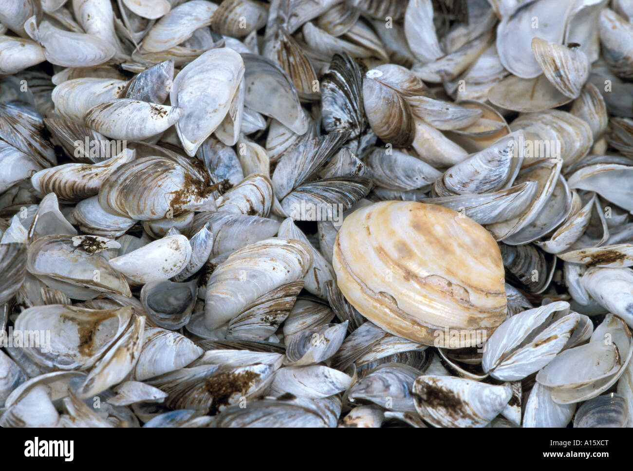 Freshwater shells hi-res stock photography and images - Alamy