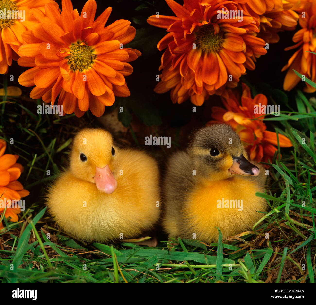 Ducklings and yellow flowers hi-res stock photography and images - Alamy